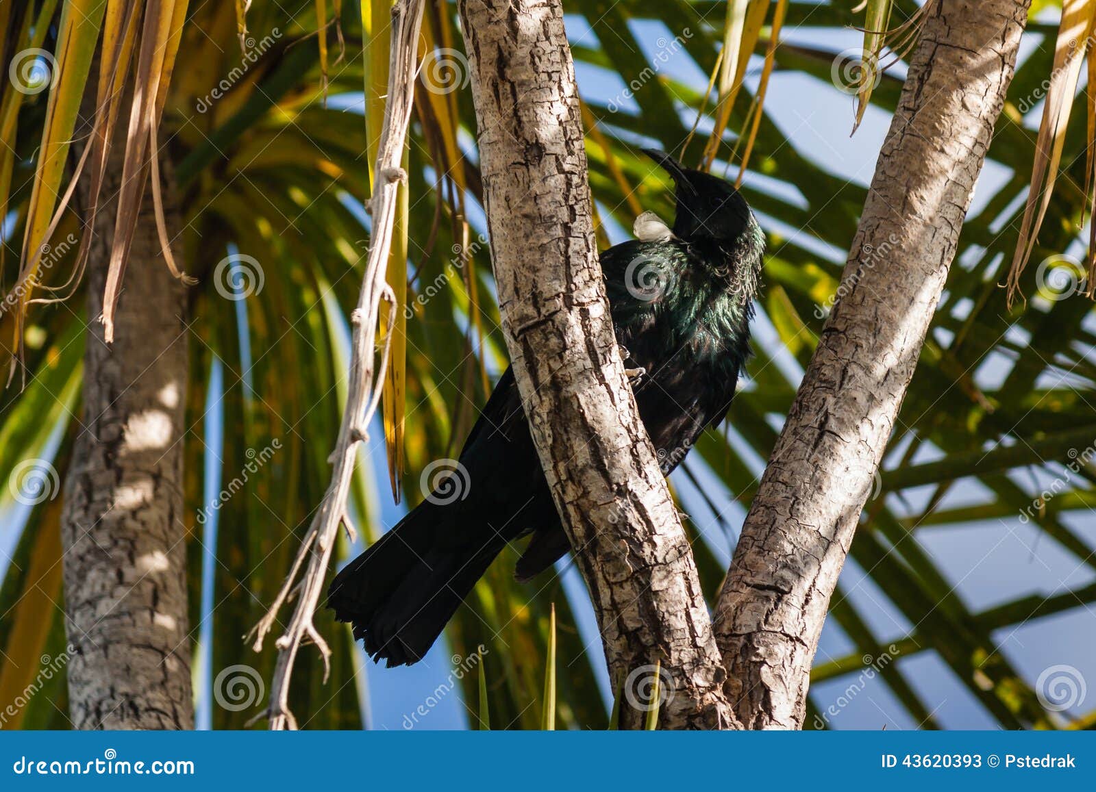 Tui Bird Resting on Tree Branch Stock Image - Image of sitting, black ...