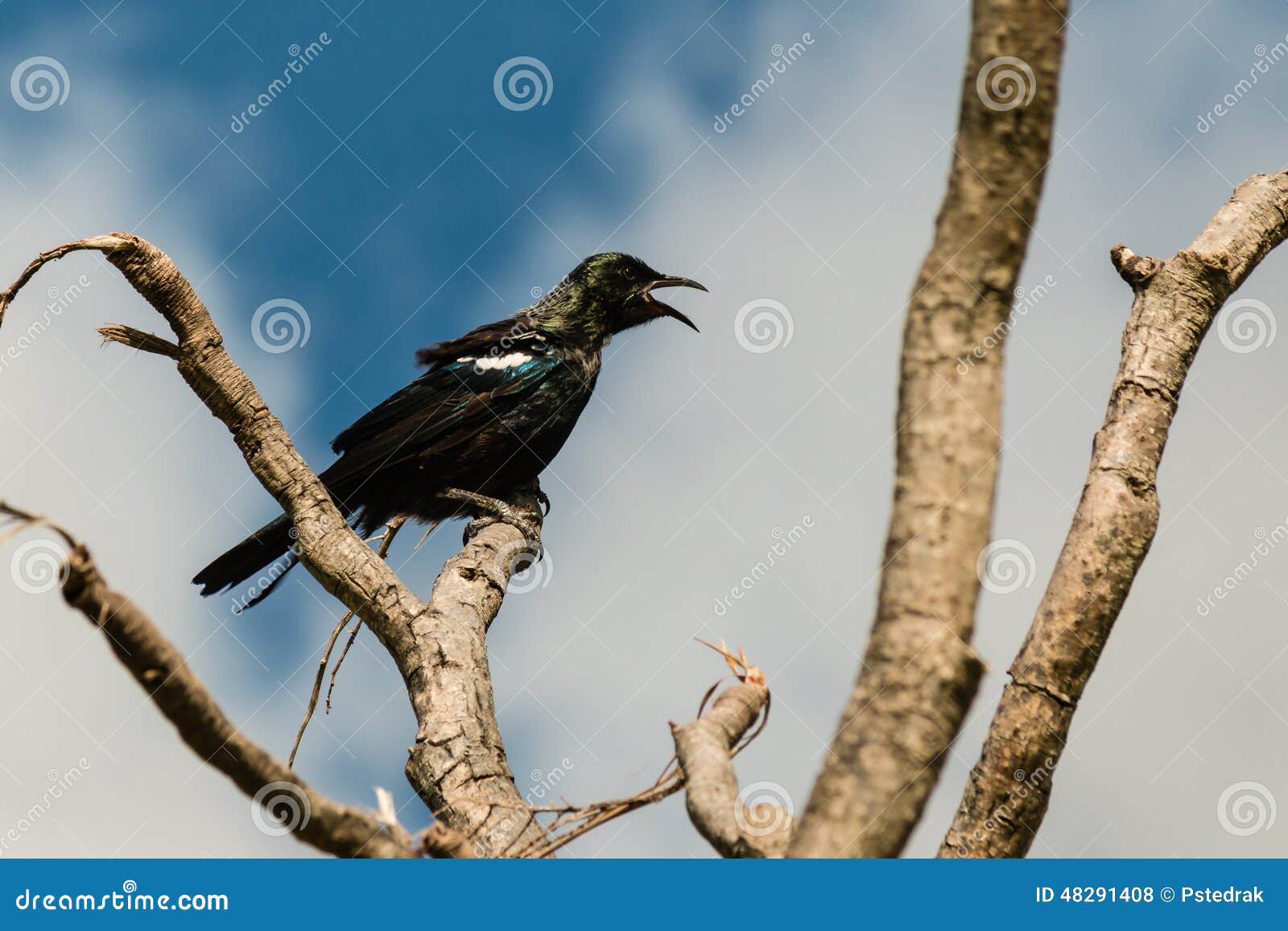Tui Bird Singing on Tree Branch Stock Photo - Image of singing, wings ...