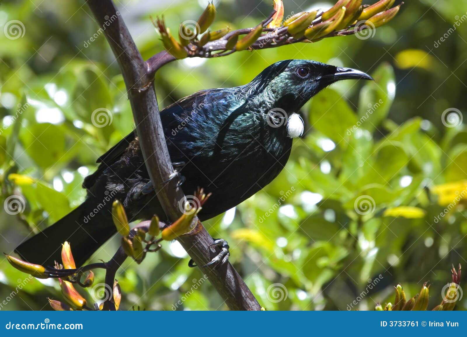 Tui Bird Sitting on a Flax Plant Stock Image - Image of grass, branch ...