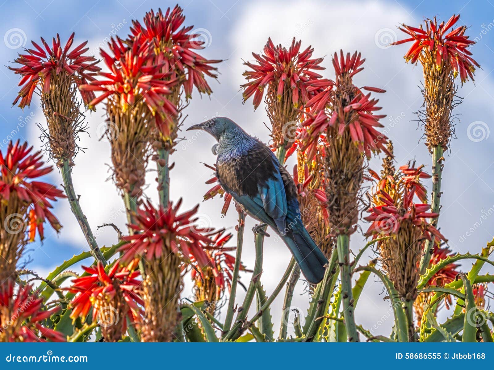 Tui bird stock image. Image of tree, feather, beak, zealand - 58686555