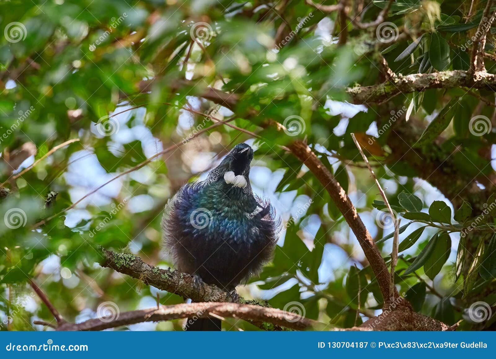 Tui bird in the trees stock image. Image of pure, outdoor - 130704187