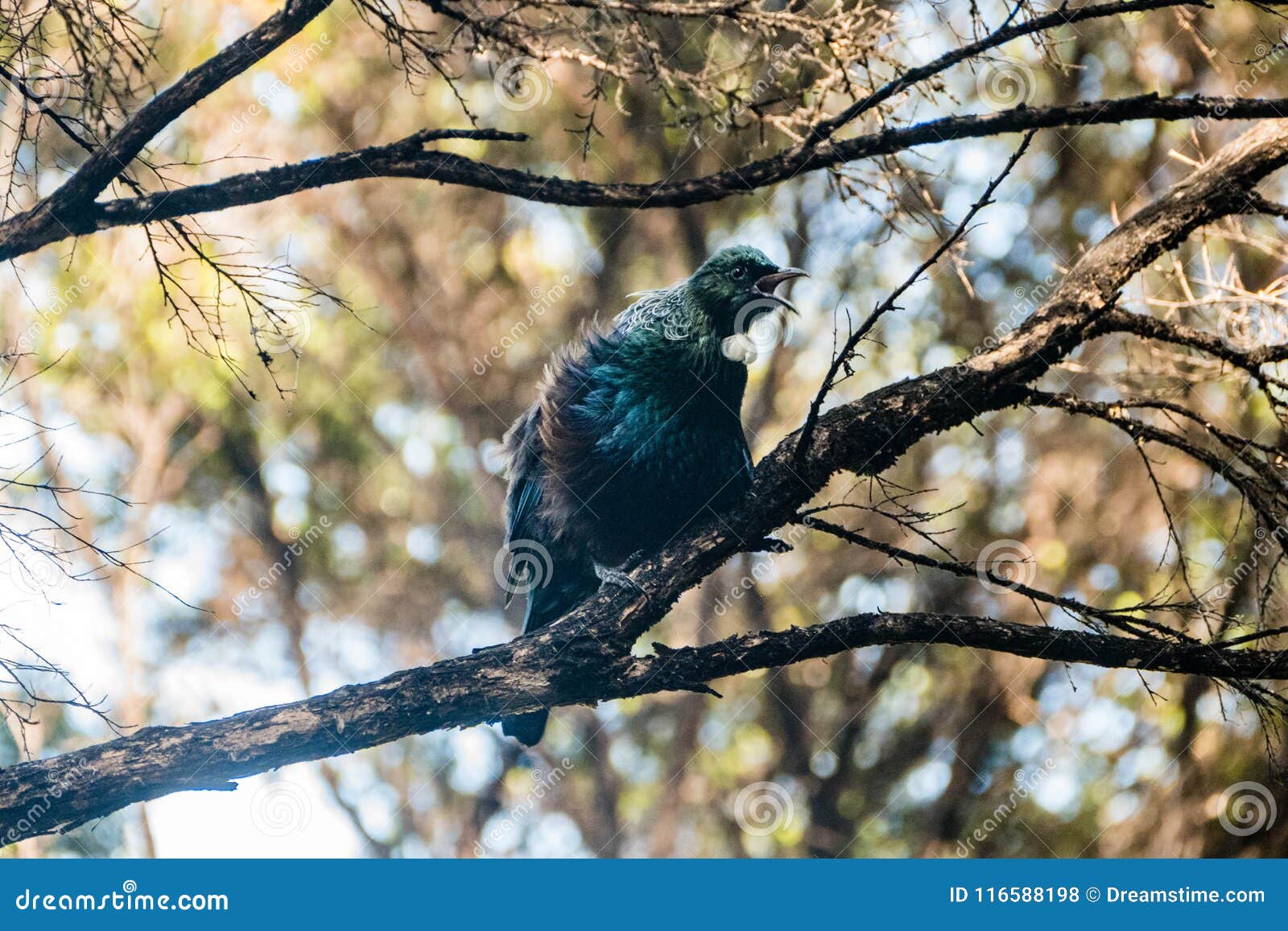 Tui Chantant Sur Une Branche Photo stock - Image du branchement, oiseau ...