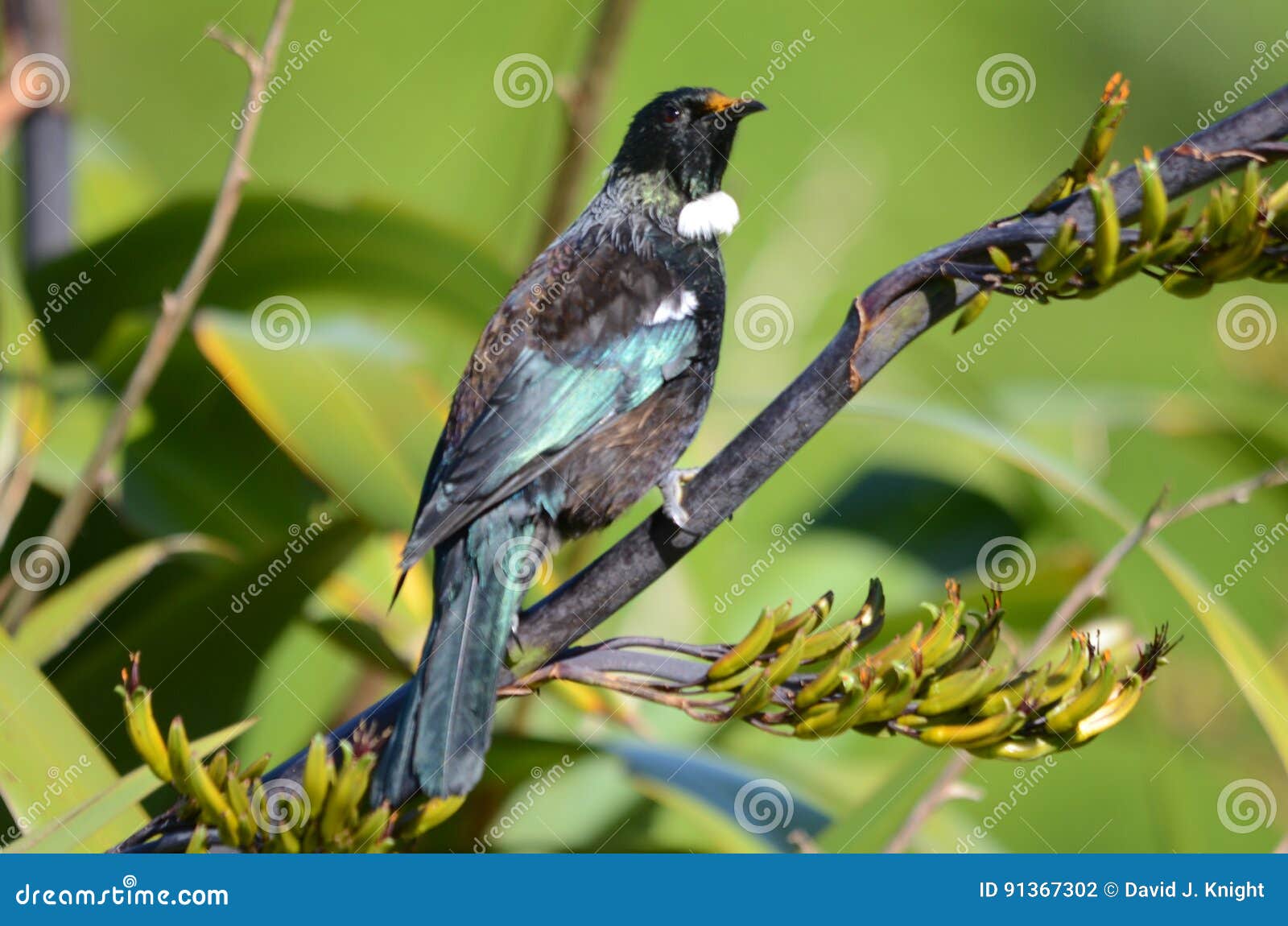 Tui on Flax stock photo. Image of bird, organism, beak - 91367302