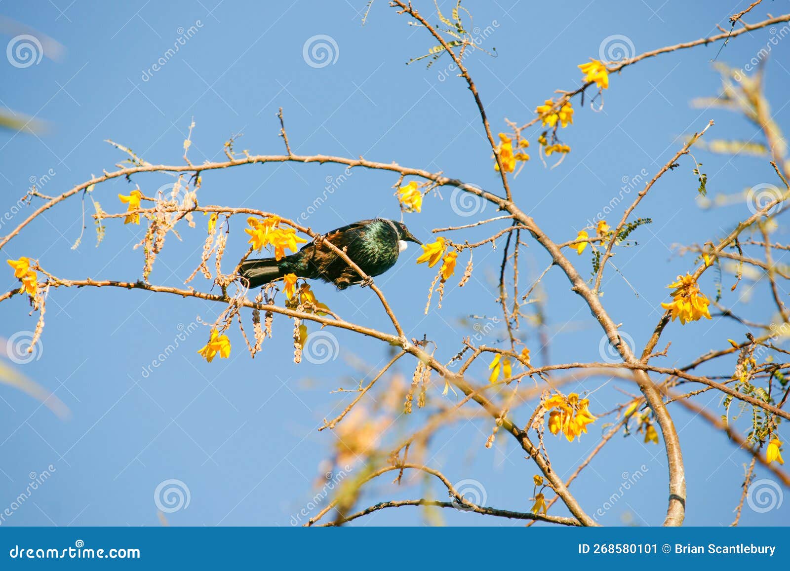 Tui Nectar Feeding In Kowhai Tree Stock Image | CartoonDealer.com ...