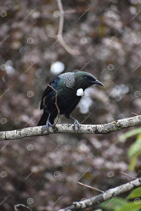 Tui Photo 4 stock image. Image of wing, beak, nature - 330330873