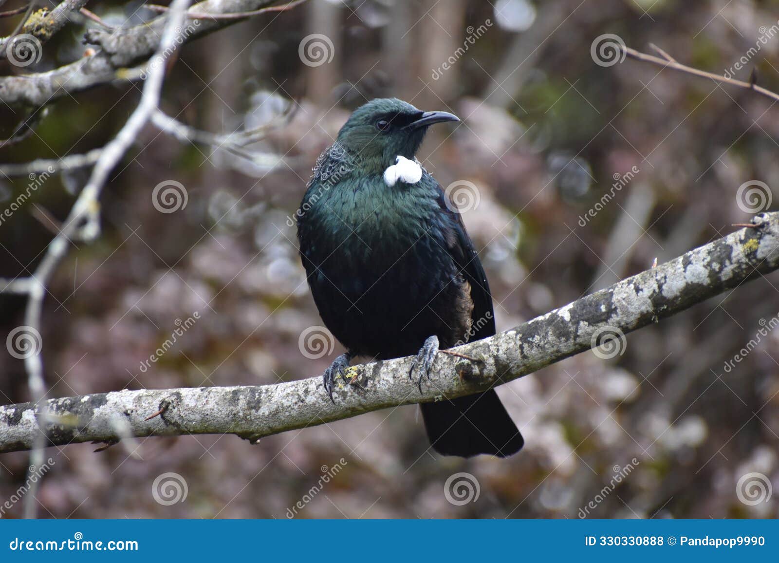Tui Photo 3 stock photo. Image of wing, nature, animal - 330330888