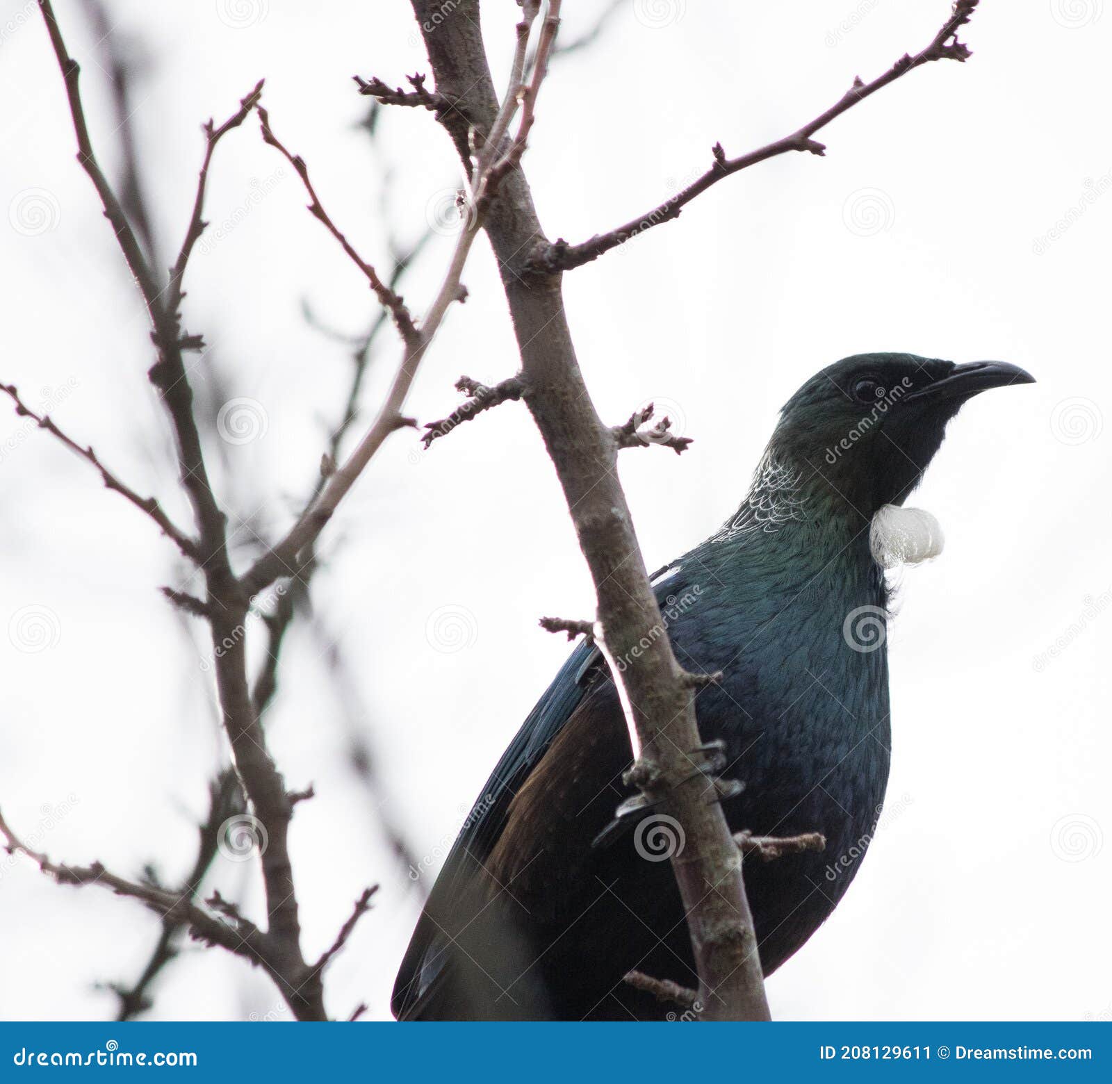 Tui resting in thr tree stock image. Image of twig, wildlife - 208129611
