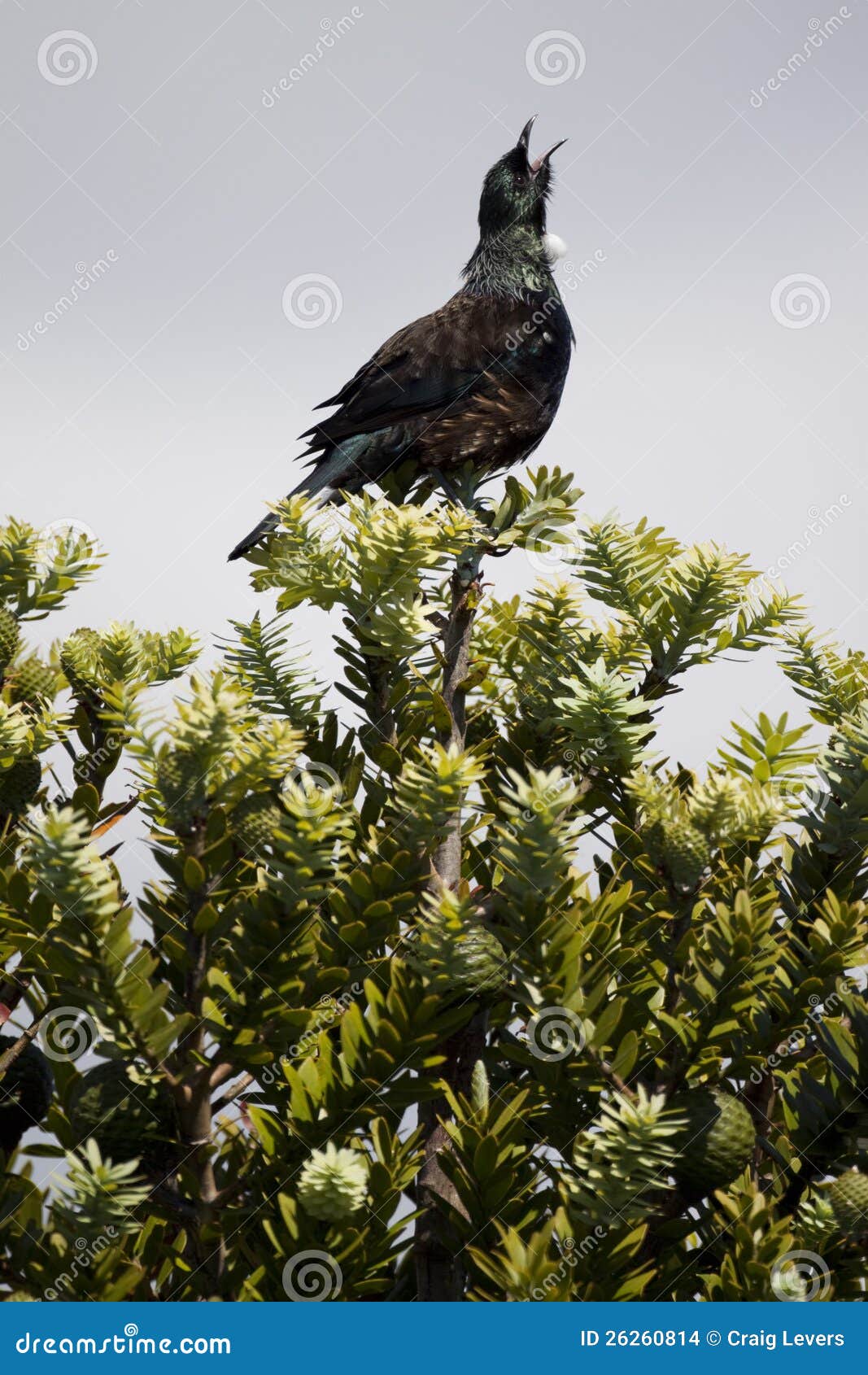 Tui Sings stock photo. Image of noise, fauna, native - 26260814