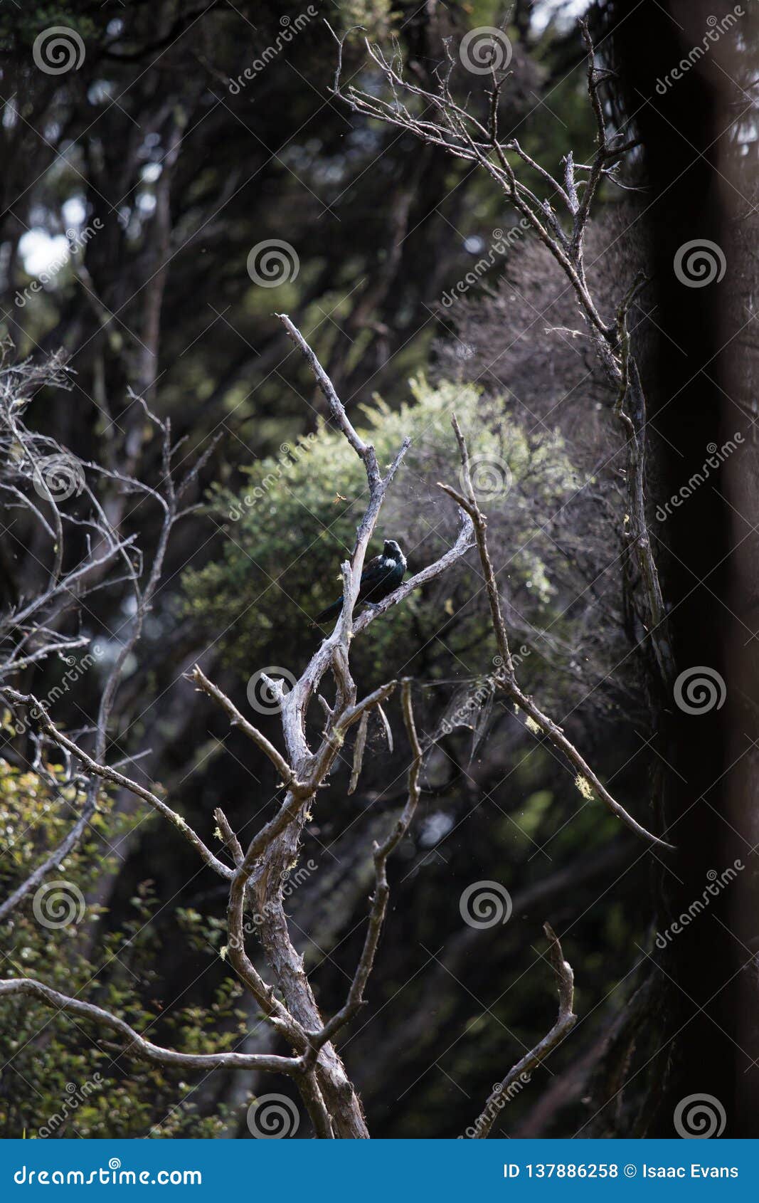 Tui Sitting in Tree in a Forest in NZ Stock Photo - Image of border ...