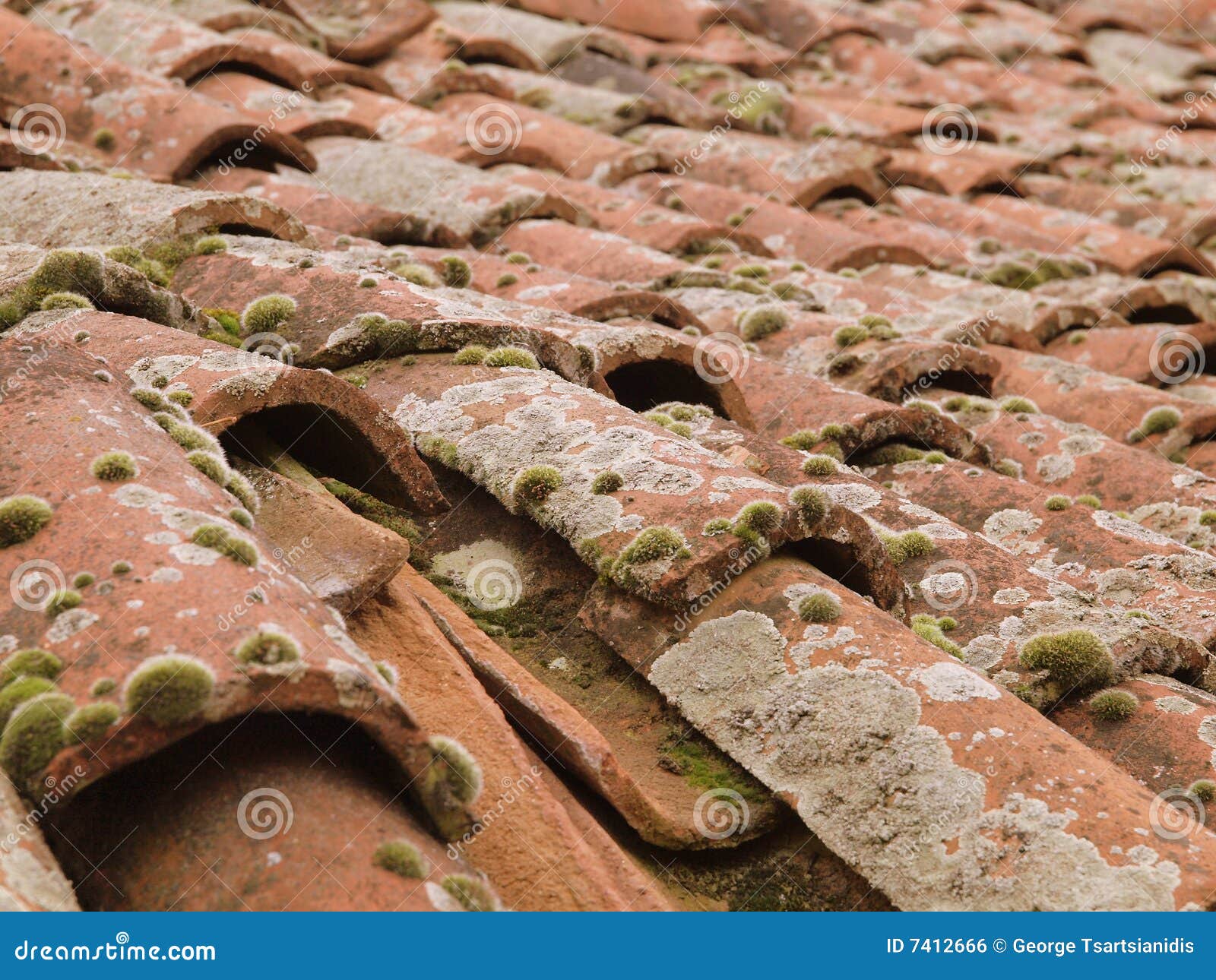 Tuiles De Toit Couvertes De Mousse Photo stock - Image du mousse ...