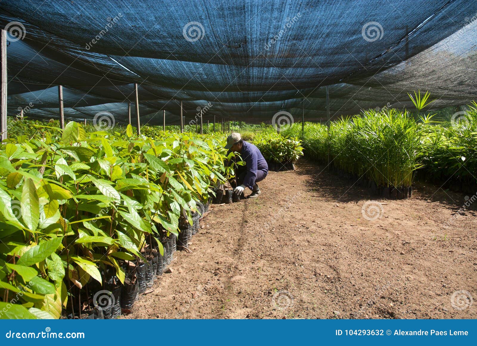 Tuinbouw redactionele fotografie. Image of voor, zaailingen - 104293632