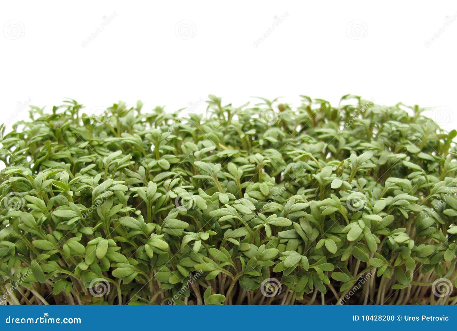 Tuinkers stock foto. Image of fotografie, besnoeiing - 10428200