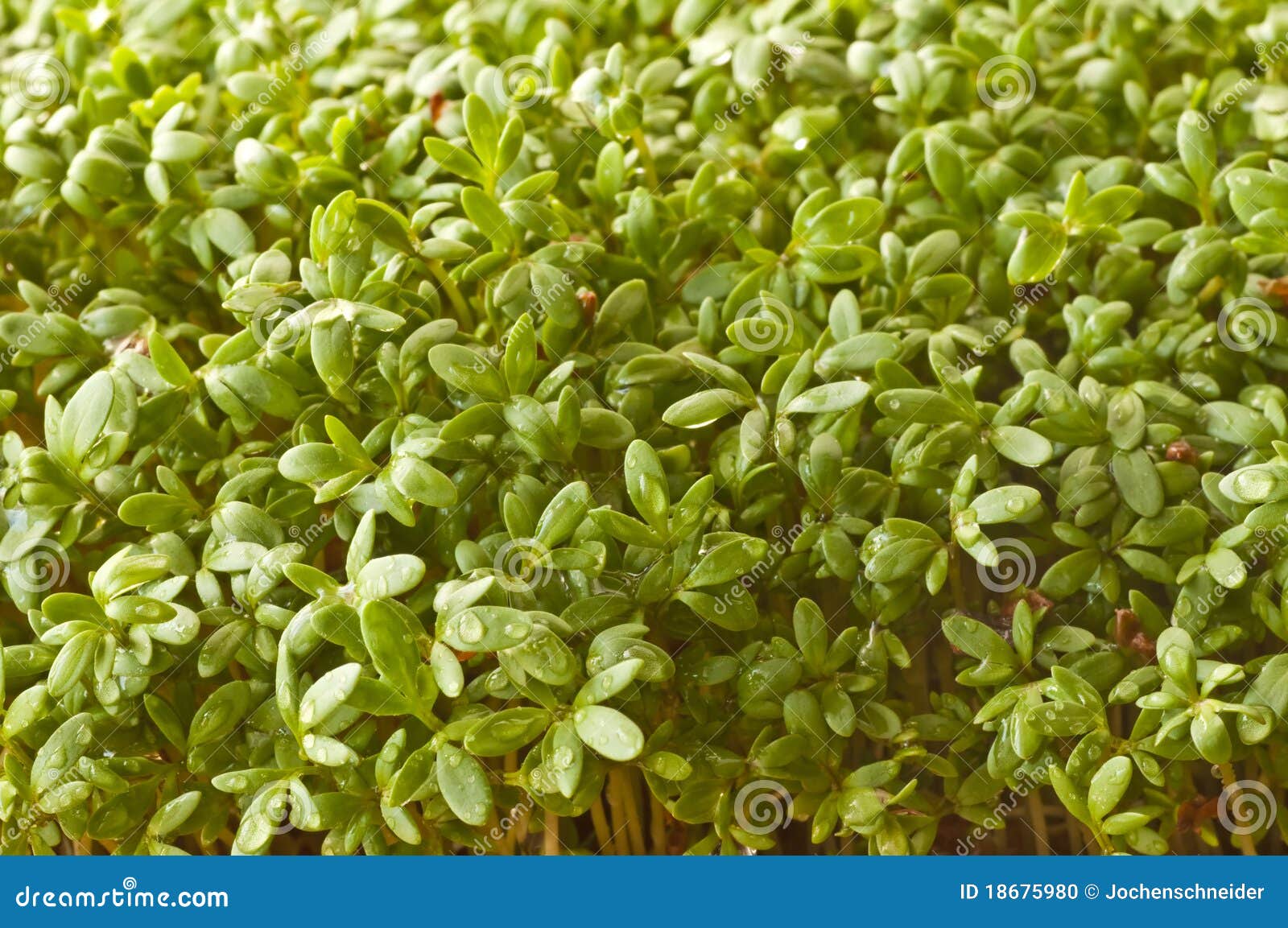 Tuinkers stock foto. Image of sappig, groen, plantaardig - 18675980