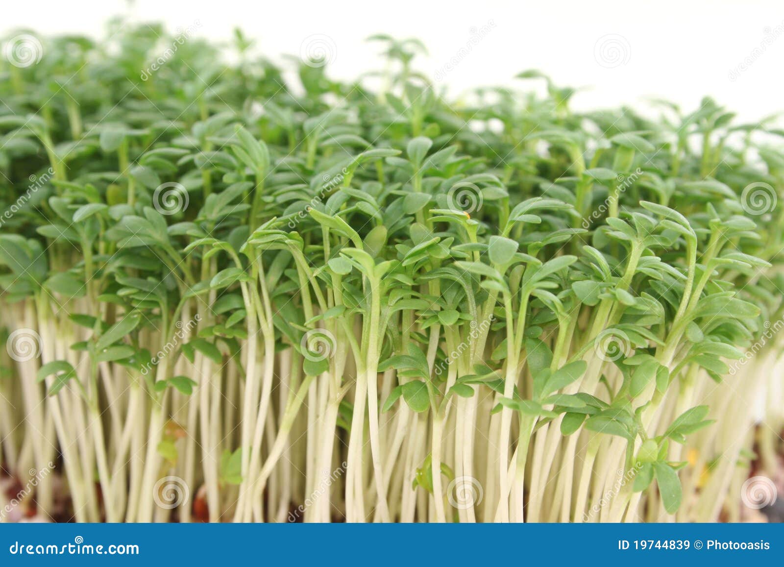 Tuinkers stock afbeelding. Image of spruiten, tuin, ontkiem - 19744839