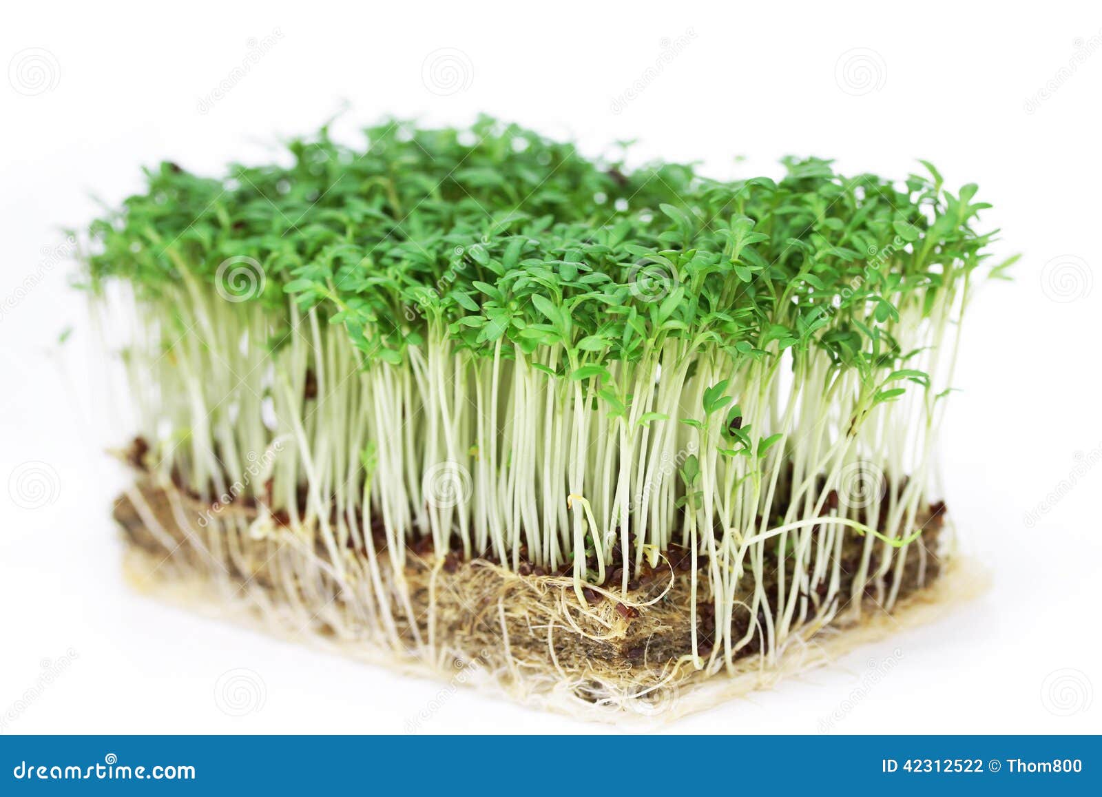 Tuinkers stock foto. Image of studio, organisch, koken - 42312522