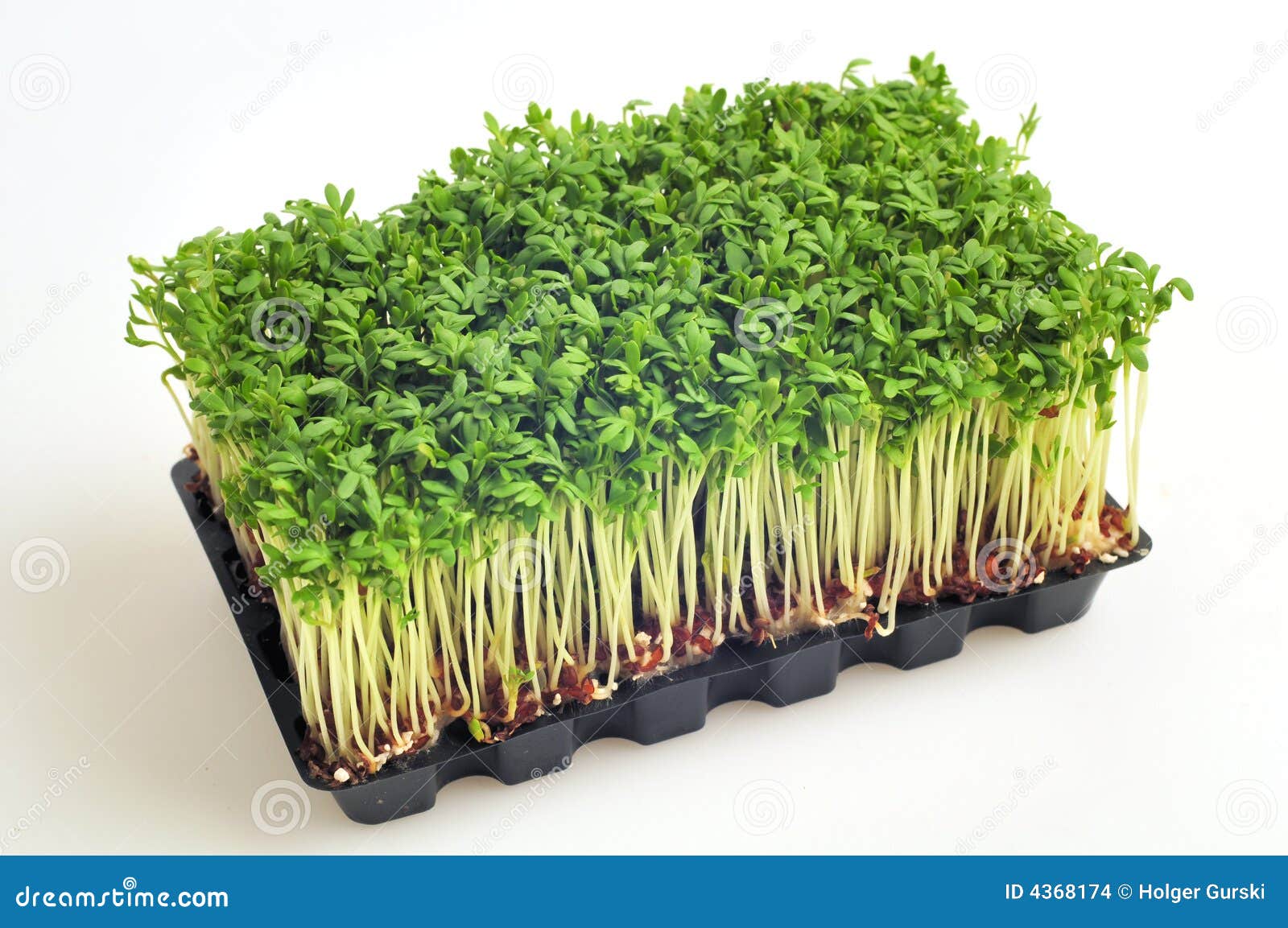 Tuinkers stock foto. Image of kiem, tuinbouw, spruit, verhoging - 4368174