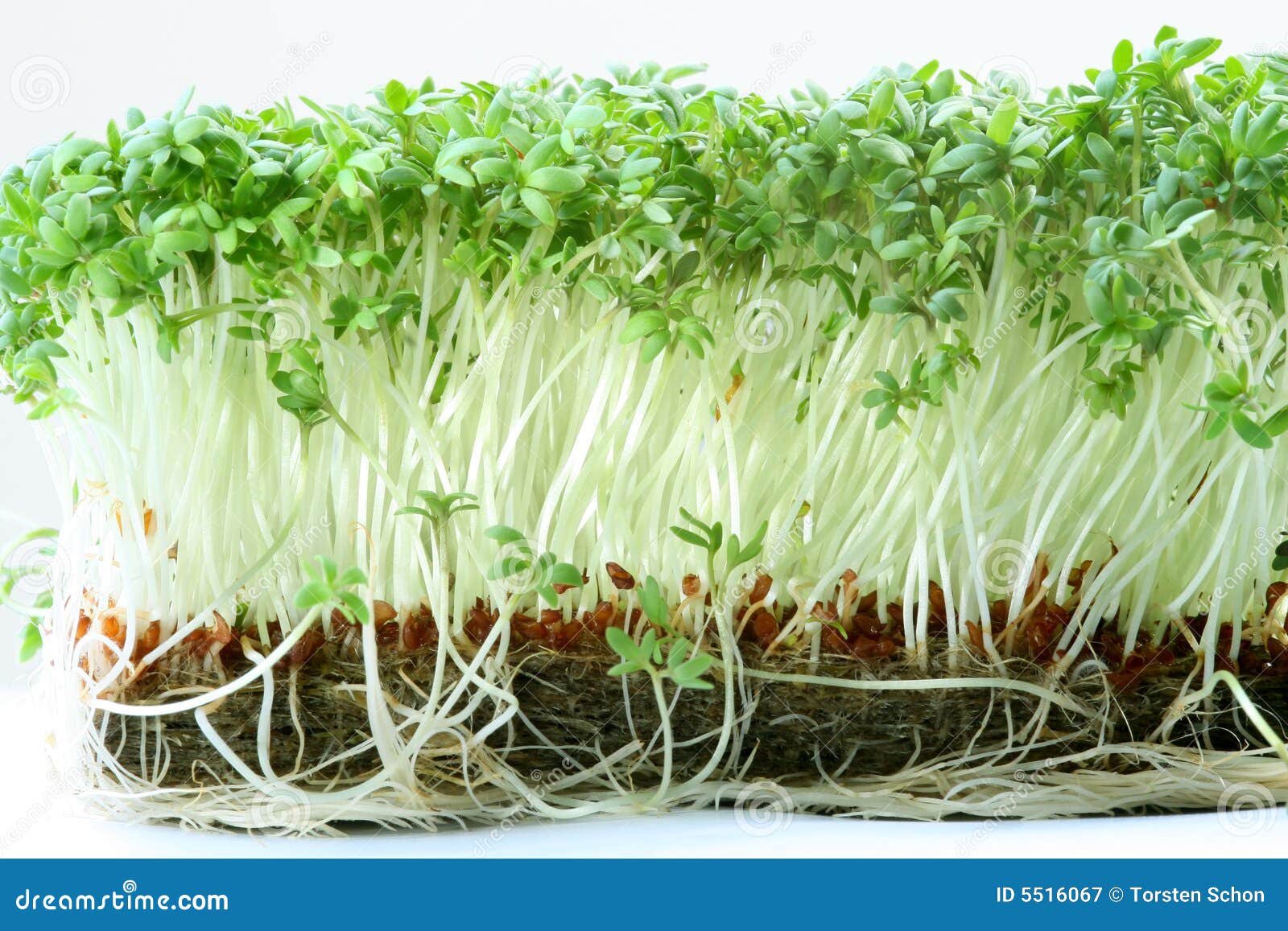 Tuinkers stock afbeelding. Image of oogst, parallel, gezond - 5516067