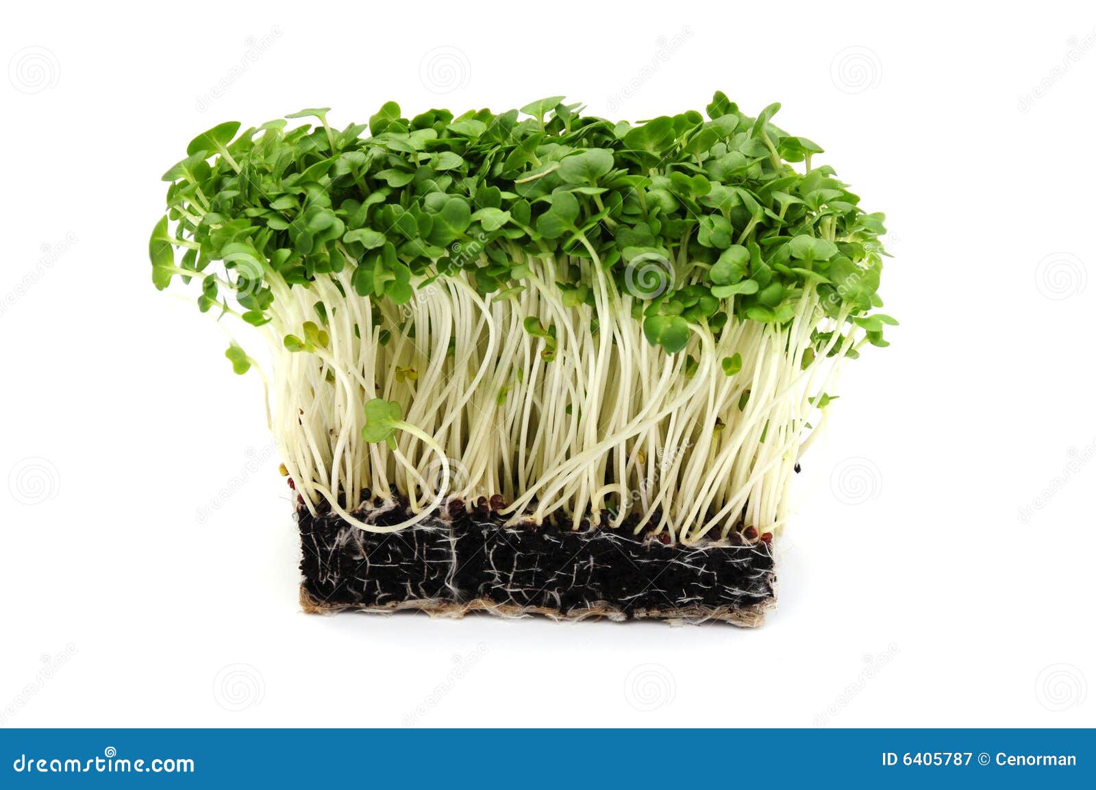 Tuinkers stock afbeelding. Image of gezond, aarde, tuinkers - 6405787