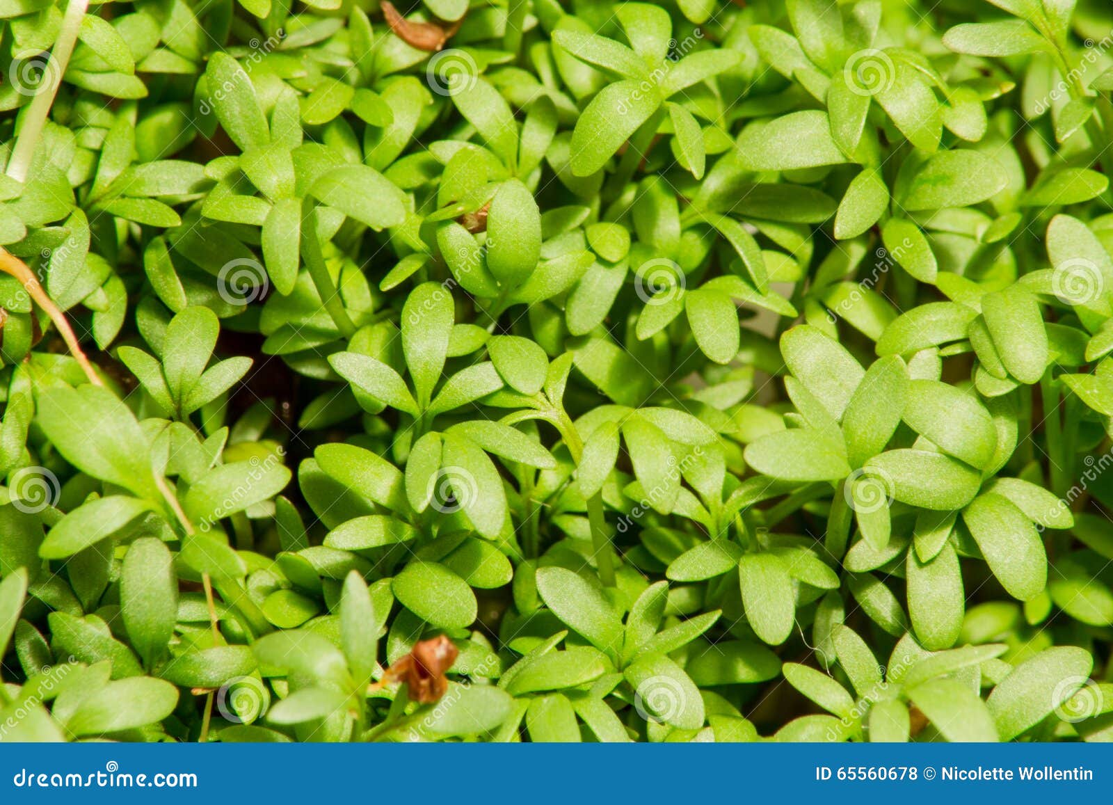 Tuinkers stock foto. Image of ingrediënt, waterslag, blad - 65560678