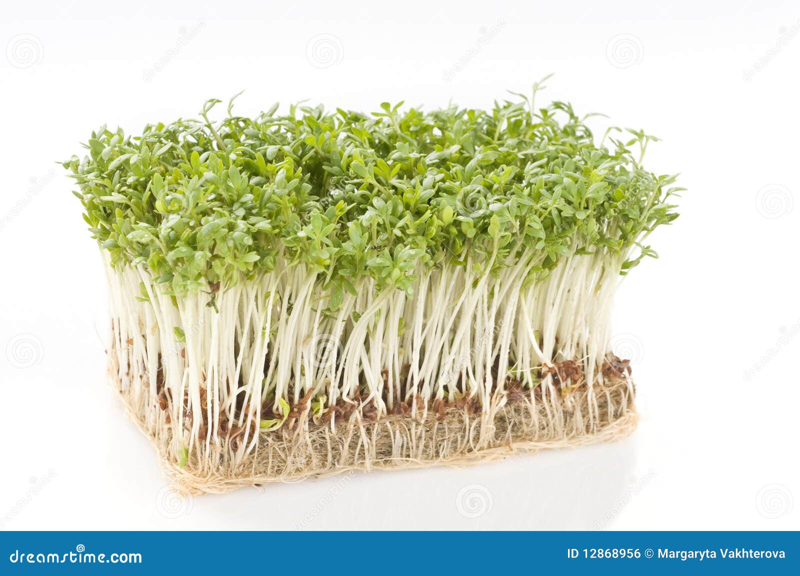 Tuinkers over wit stock foto. Image of nave, ingrediënt - 12868956