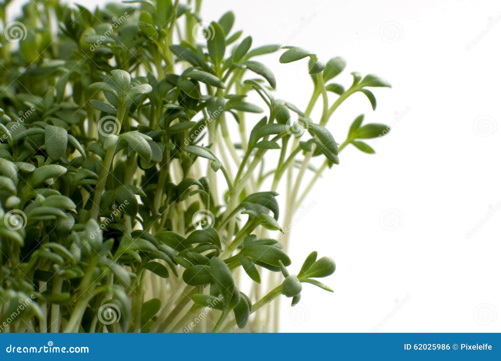 Tuinkers Voor Een Witte Achtergrond (2) Stock Foto - Image of ...