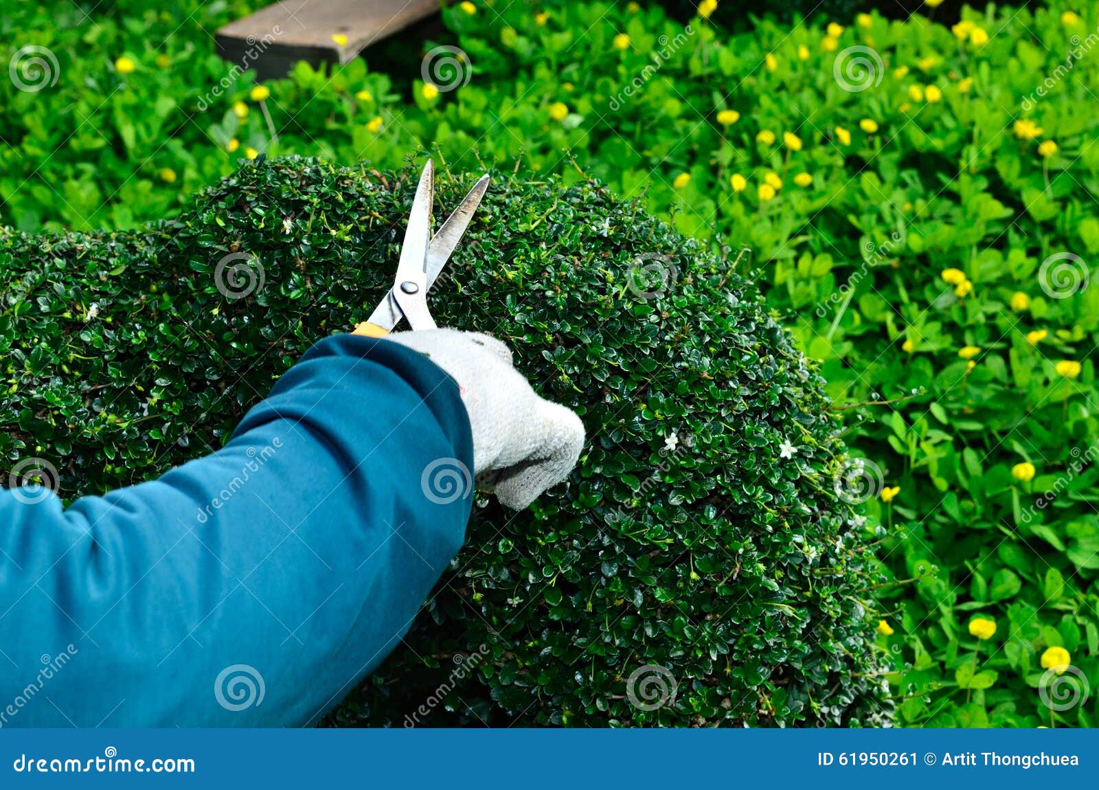 Tuinman in Orde Makende Haag in De Boom Stock Afbeelding - Image of ...
