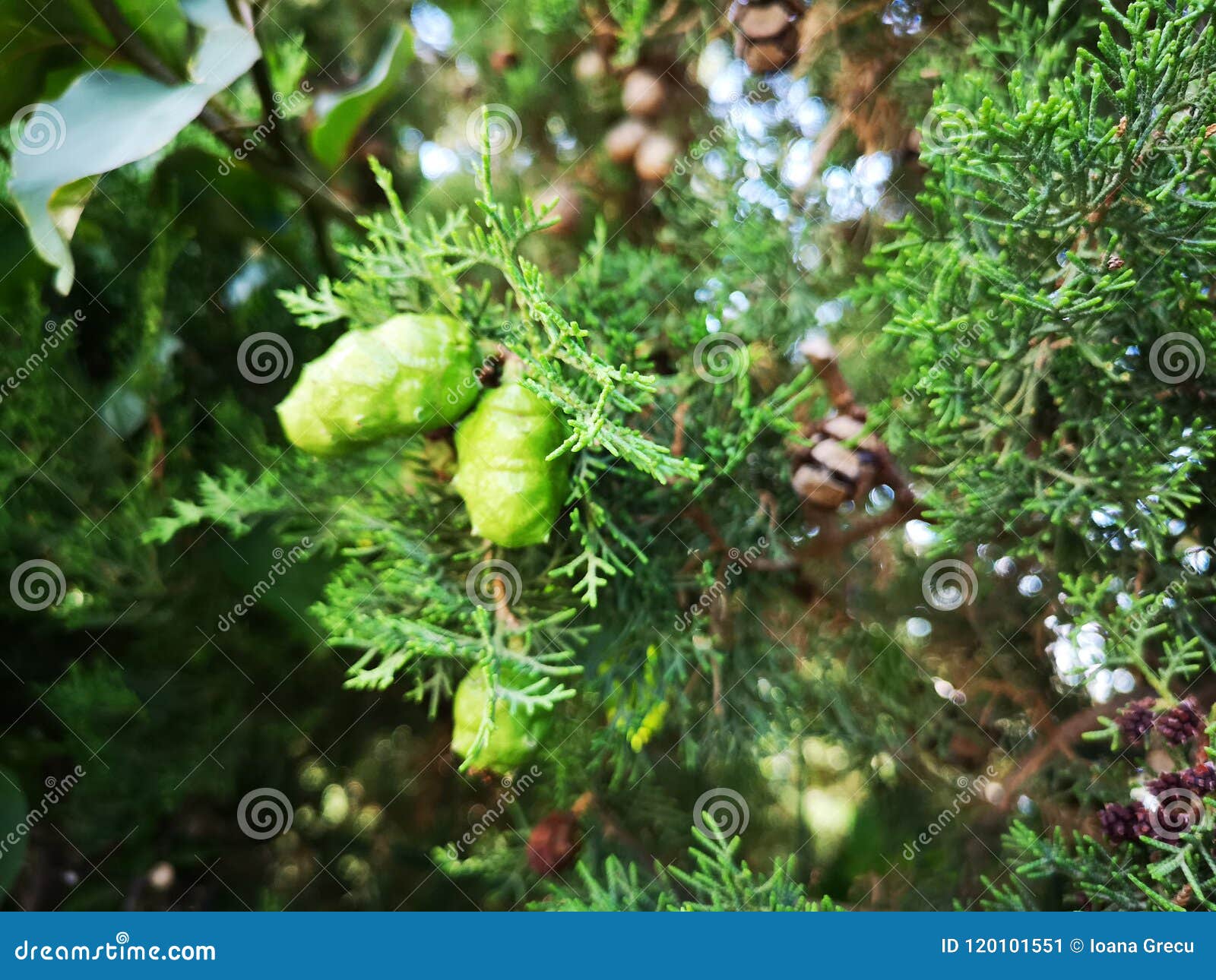Tuja fruit stock image. Image of grow, branch, plant - 120101551