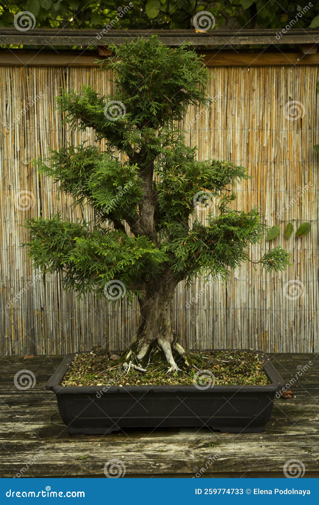 Tuja occidentalis. imagen de archivo. Imagen de bonsai - 259774733