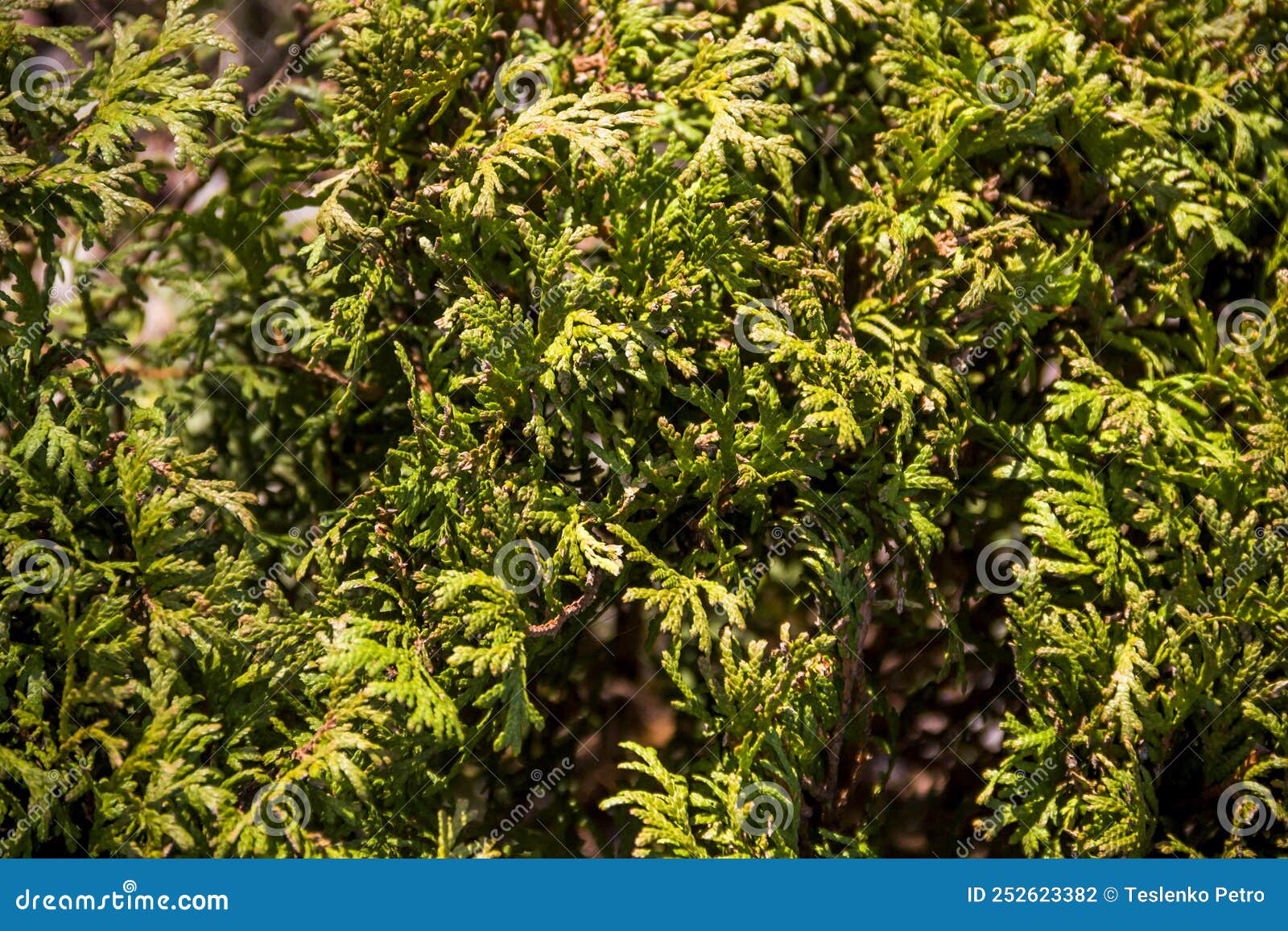 Tuja Ossidentalis Cedro Verde Foto de archivo - Imagen de aguja, parque ...