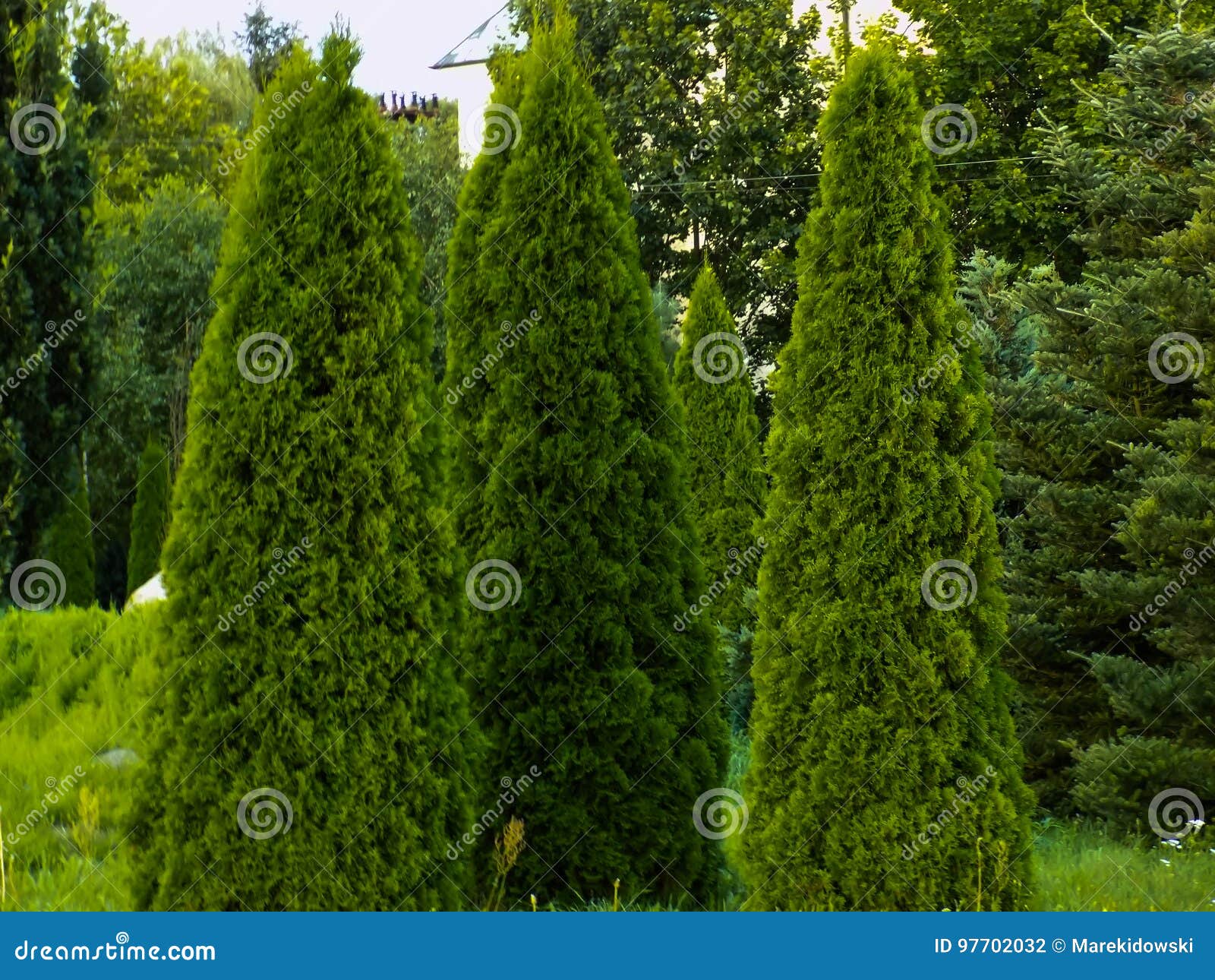 Tuji trees in the garden stock photo. Image of trees - 97702032