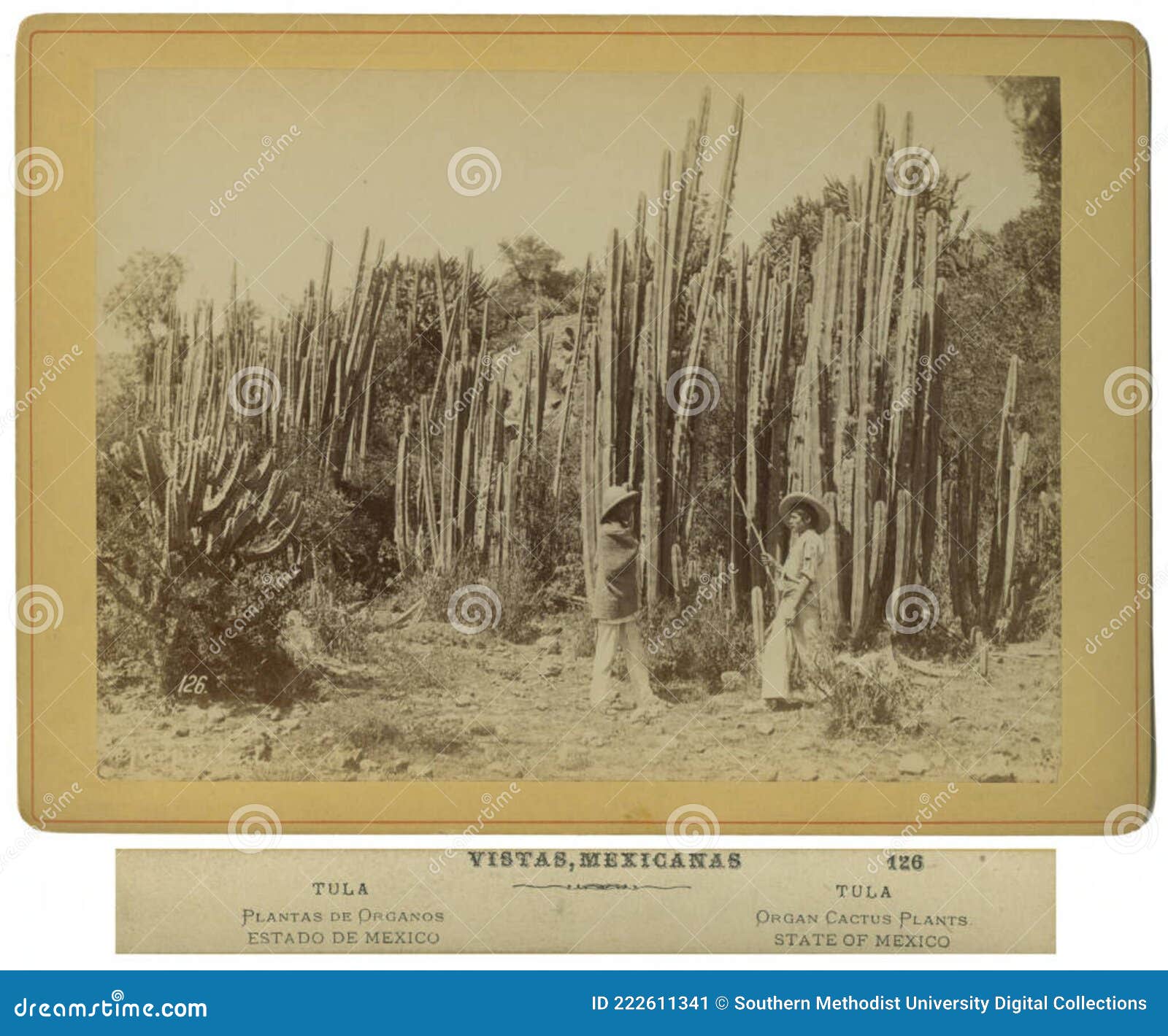 Tula, Plantas De Organos Picture. Image: 222611341