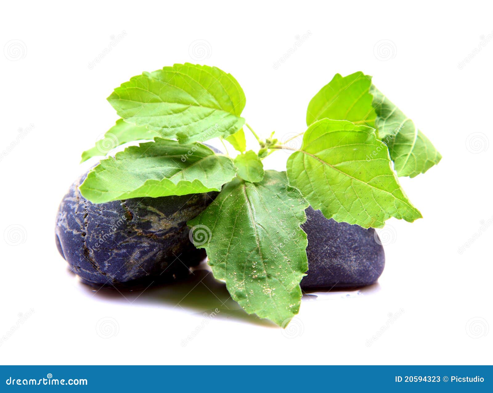 Tulasi leaves stock image. Image of spring, ayurvedic - 20594323