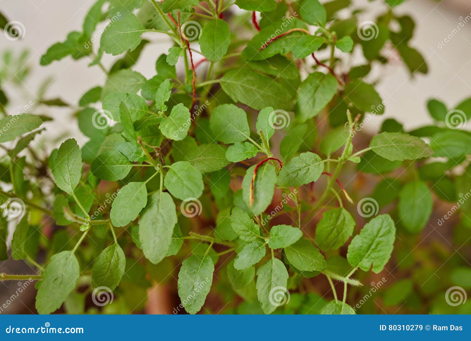Tulasi plant stock image. Image of white, india, asia - 80310279