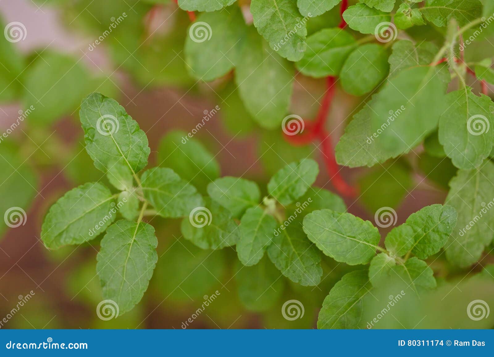 Tulasi plant stock photo. Image of plant, holy, herbal - 80311174