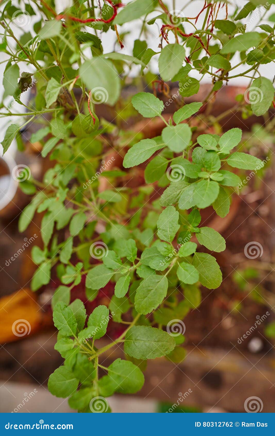 Tulasi plant stock photo. Image of plant, herbal, nature - 80312762