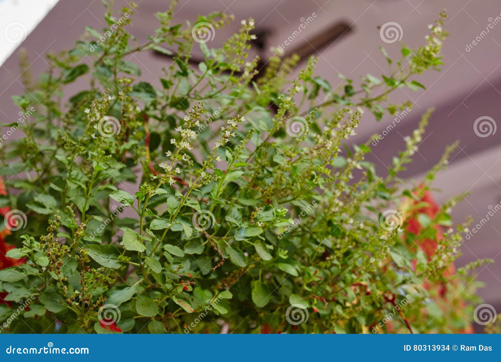 Vrinda Devi Stock Photos - Free & Royalty-Free Stock Photos from Dreamstime