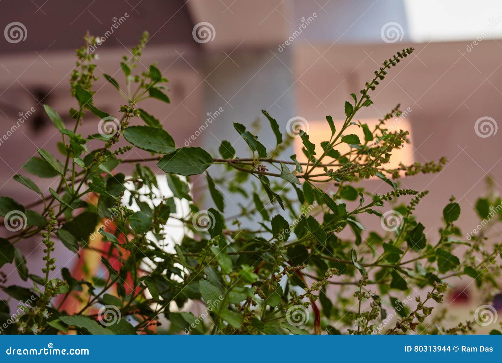 Tulasi plant stock photo. Image of thulsi, tulsi, leaf - 80313944