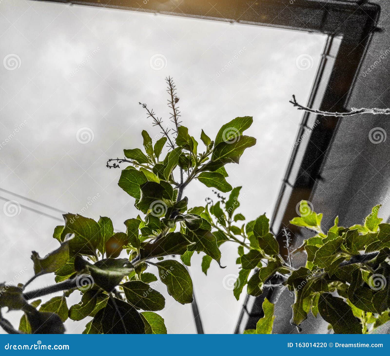 TuLasI stock photo. Image of tulasi, plant, light, tree - 163014220