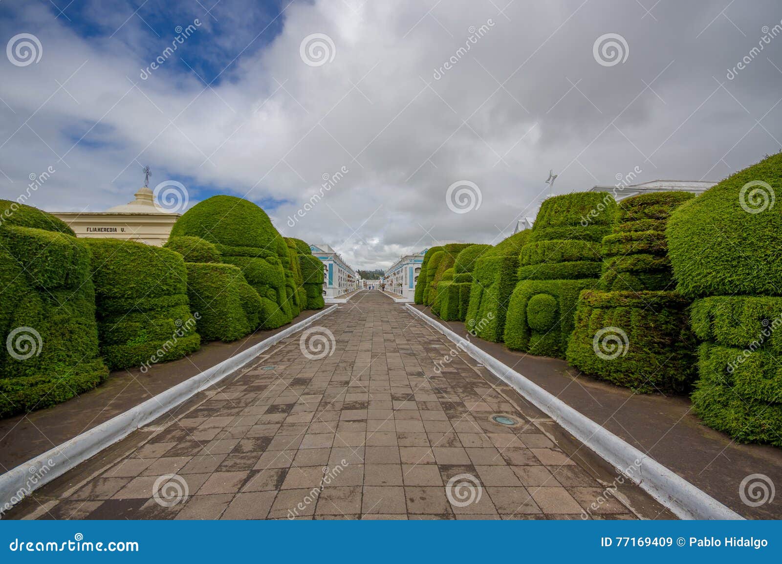 Path Through Trimmed Cypress Trees In Maze Editorial Photo ...