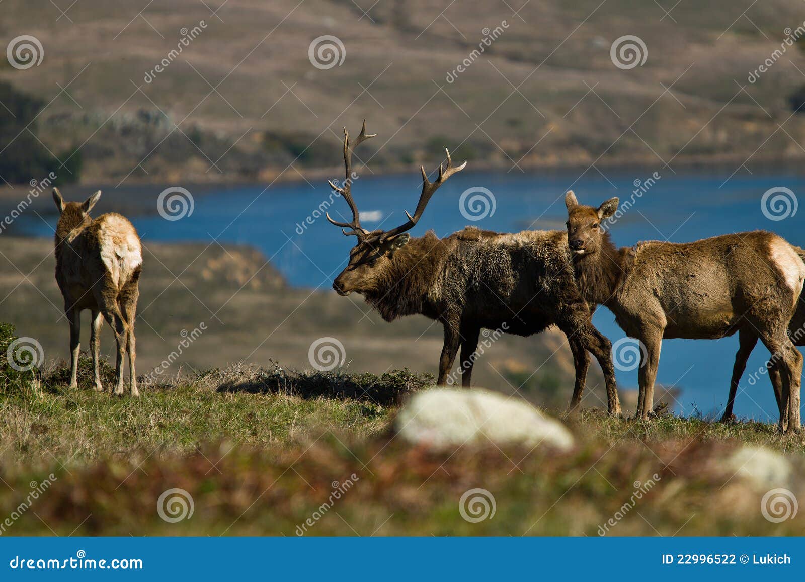 Tule Elk (Cervus Canadensis) Stock Photography | CartoonDealer.com ...