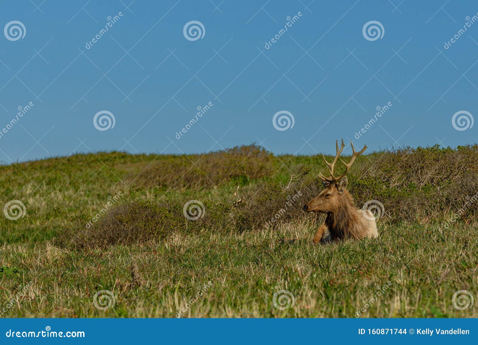 Tule Elk Sitting in Grass stock photo. Image of park - 160871744