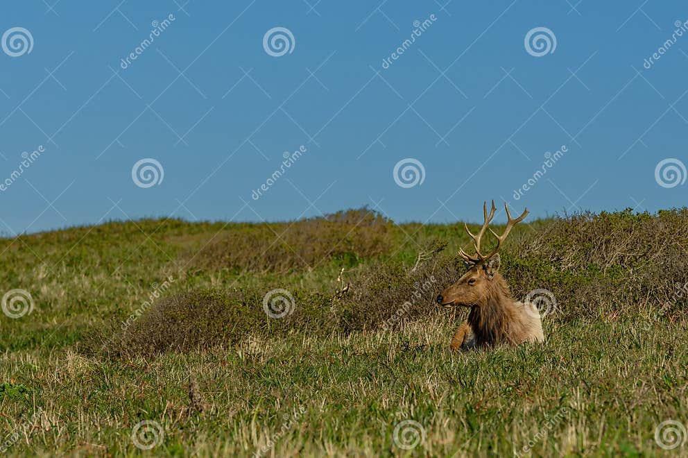 Tule Elk Sitting in Grass stock photo. Image of park - 160871744
