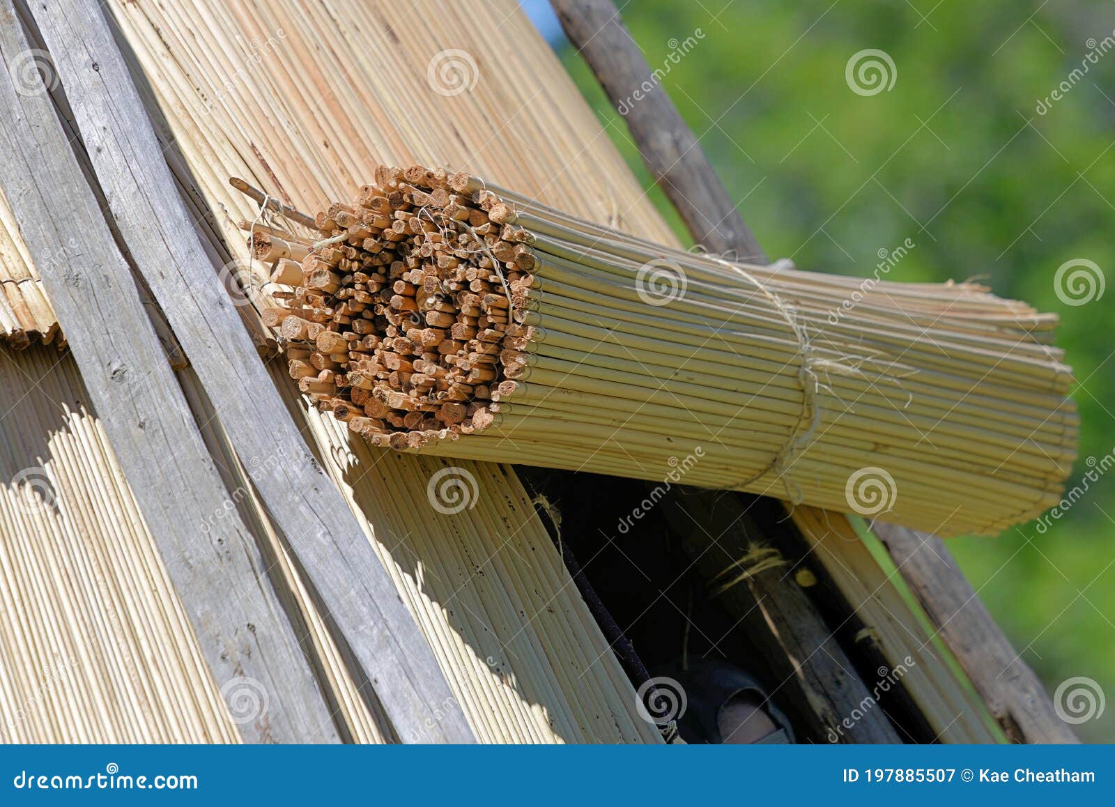 Tule-mat Teepee Door Cover Rolled Up Stock Image - Image of american ...