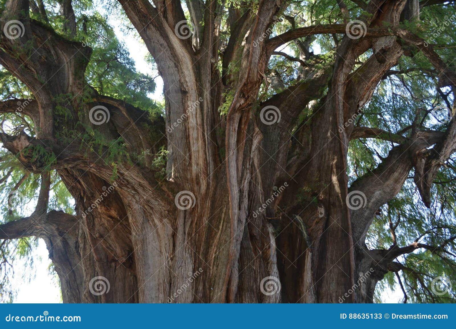 Tule tree stock image. Image of plants, oldest, grande - 88635133