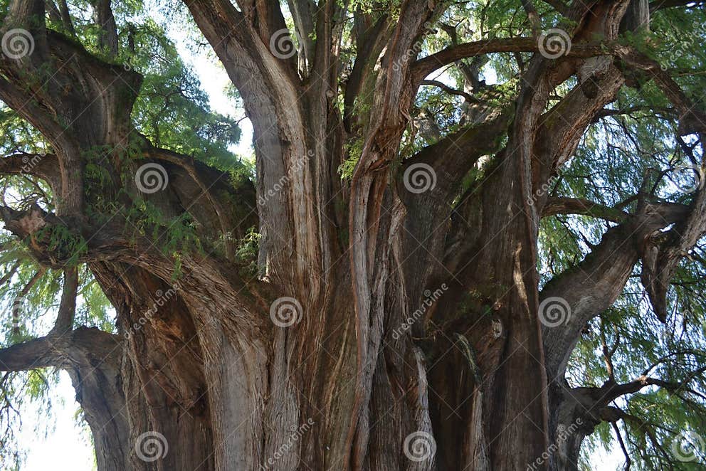 Tule tree stock image. Image of plants, oldest, grande - 88635133