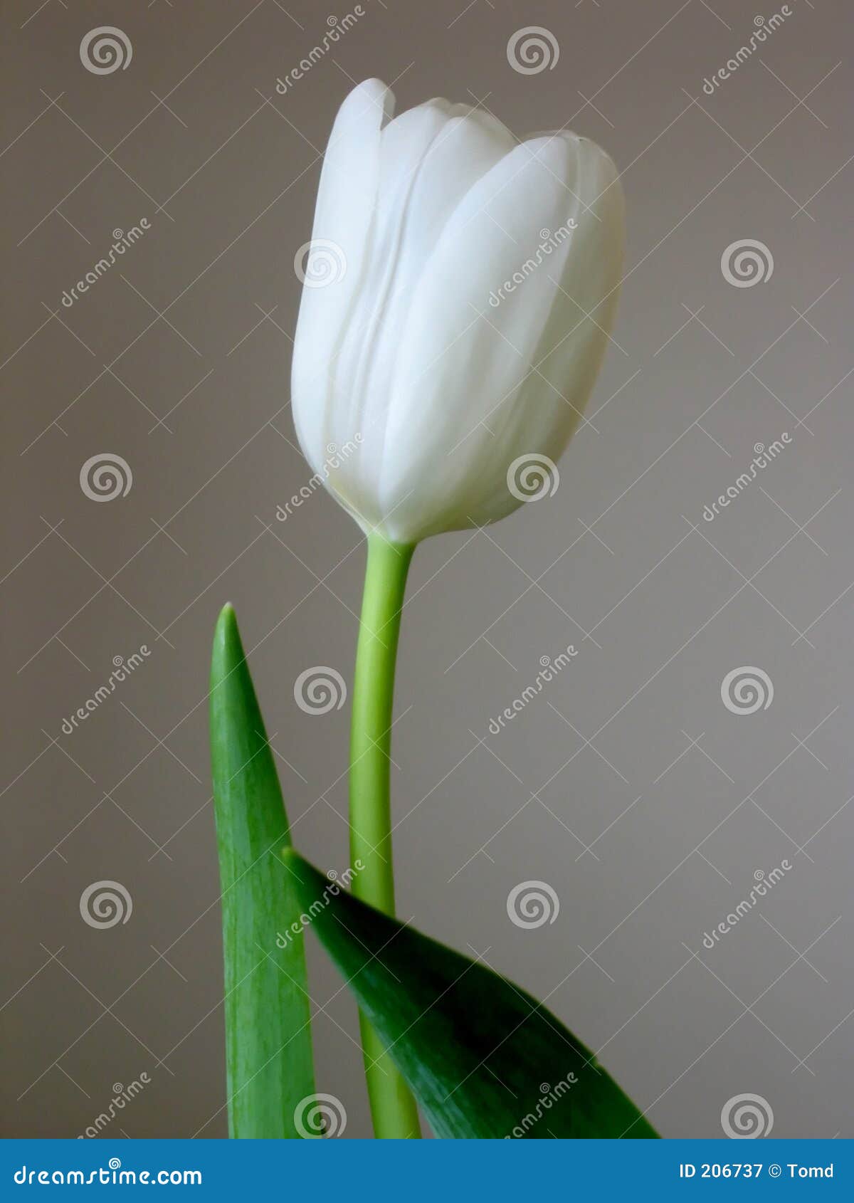 Tulip 225n Blanco Ramo De