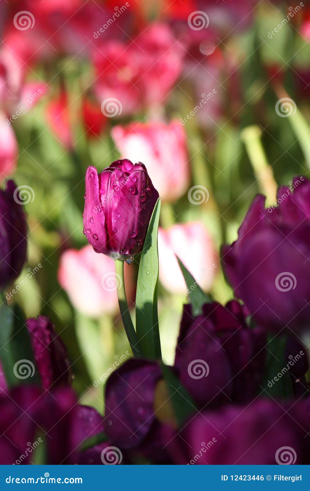 Tulipán violeta foto de archivo. Imagen de tailandia - 12423446