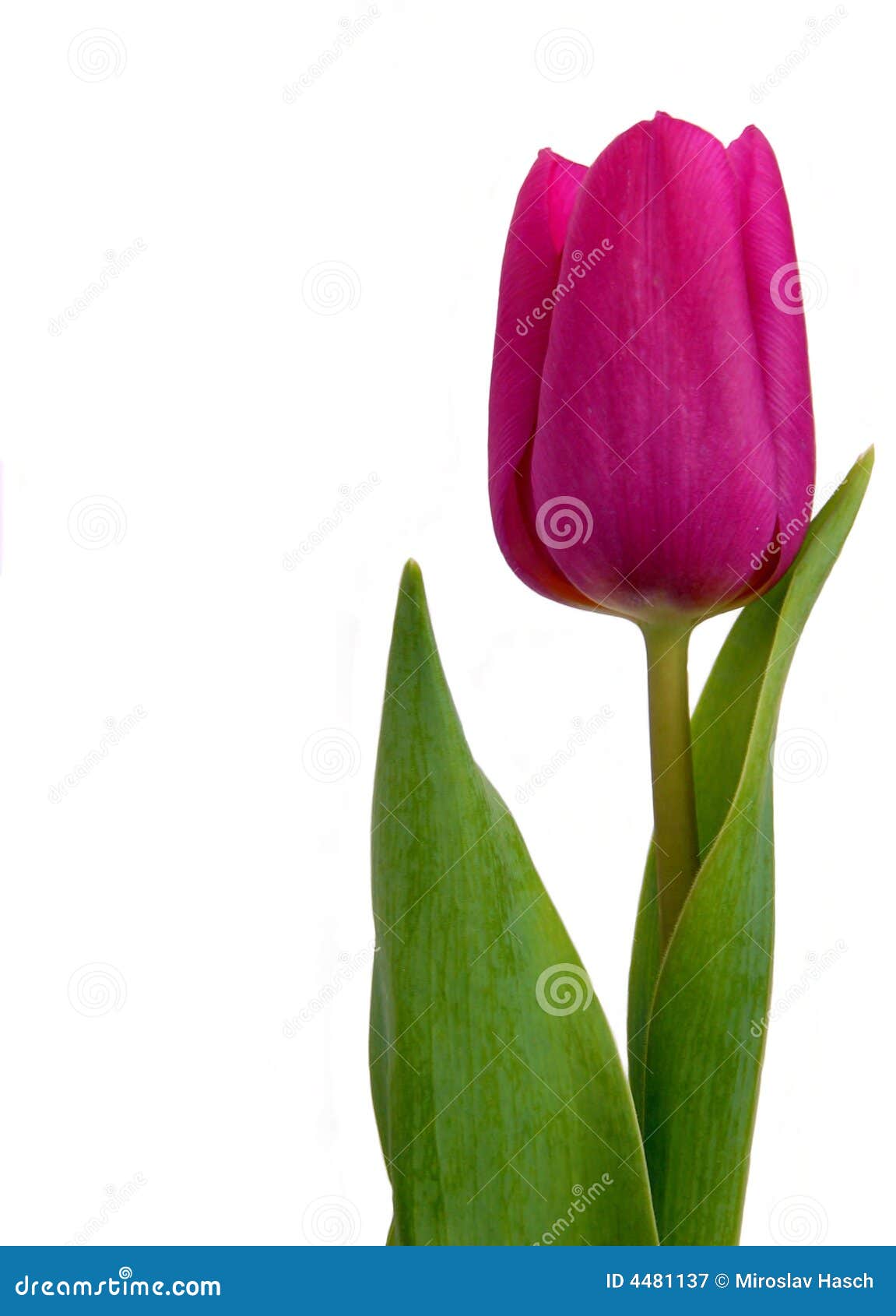 Tulipán Violeta Del Resorte Imagen de archivo - Imagen de verde, madres ...