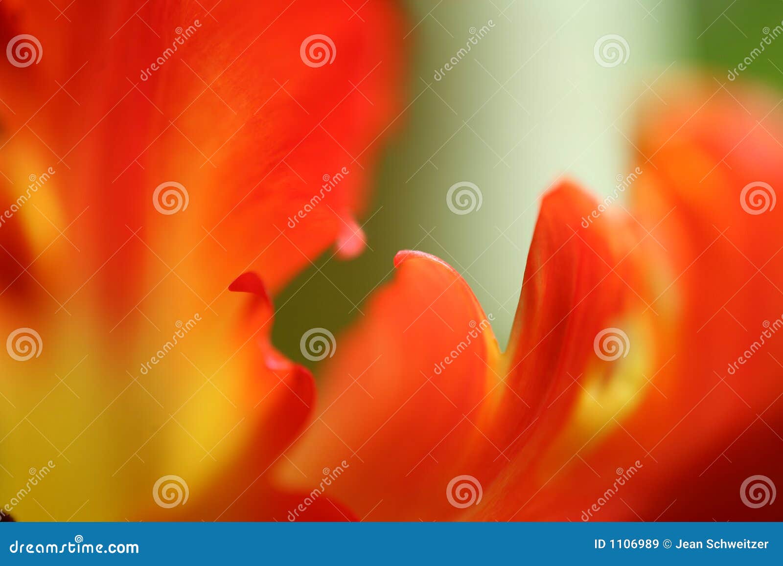 Tulip stock image. Image of blossoming, sepal, beauty - 1106989
