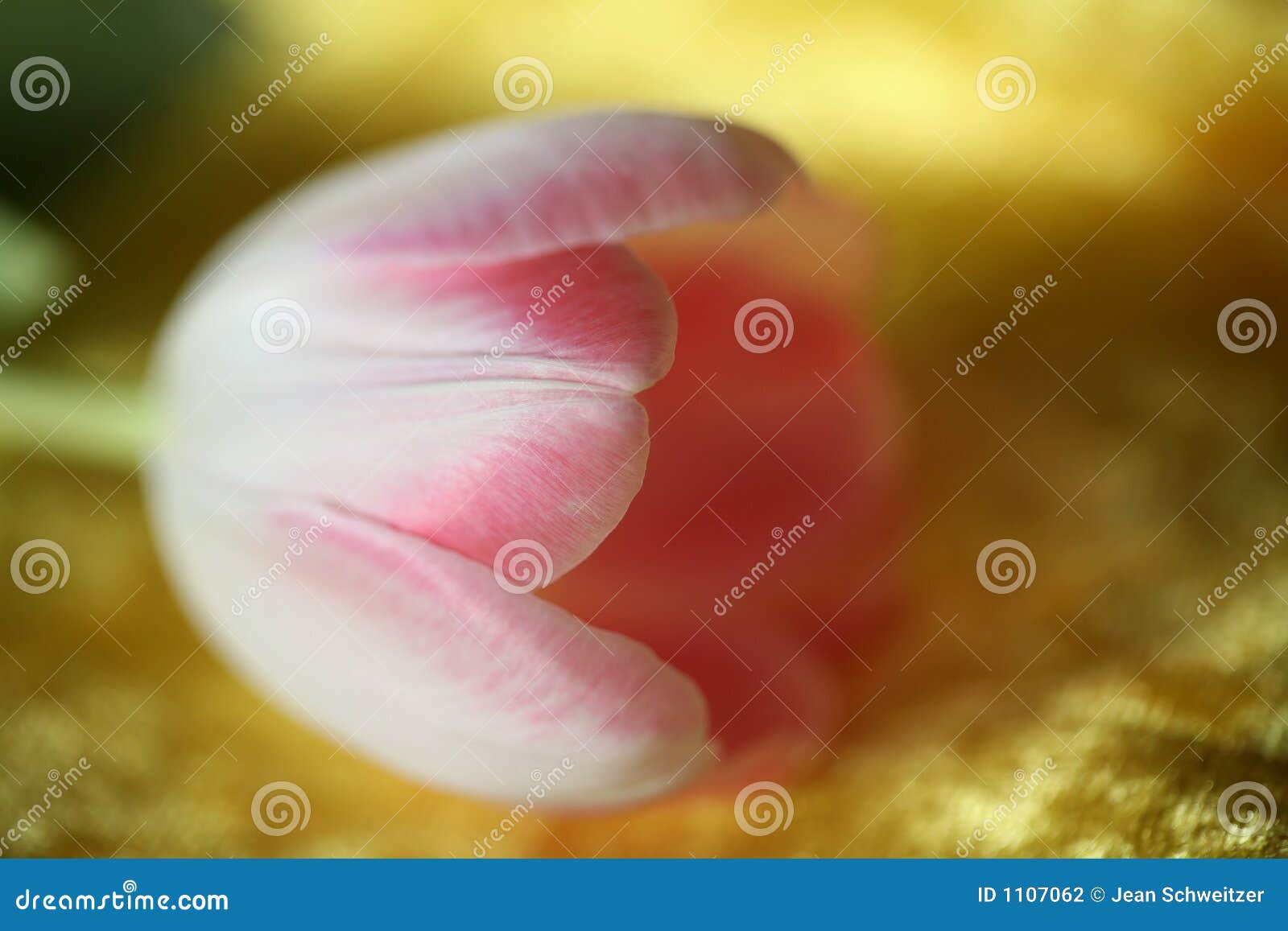 Tulip stock photo. Image of sepal, horticulture, tulip - 1107062